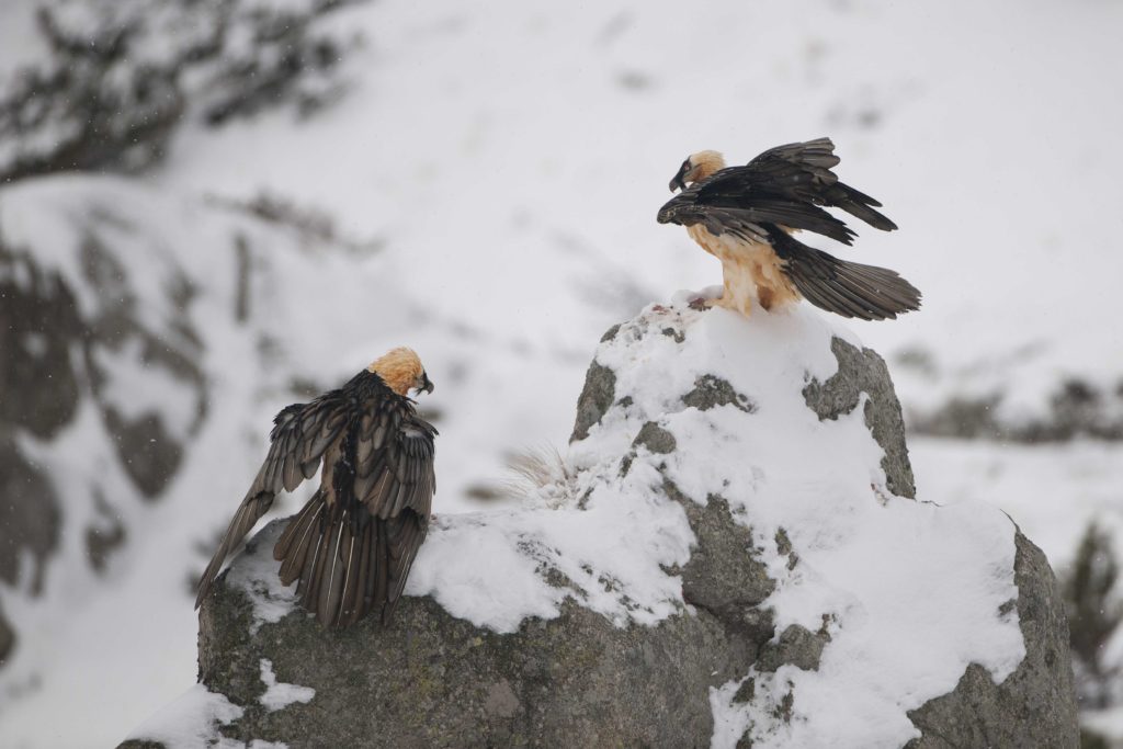 Rapaces - Parc naturel régional des Pyrénées catalanes