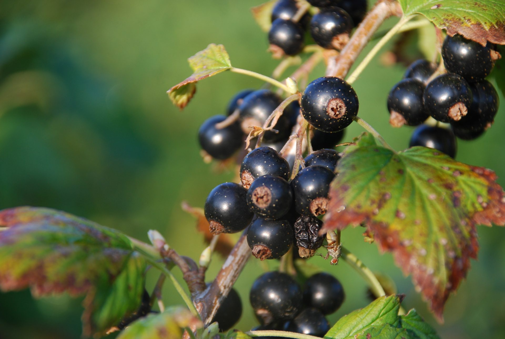 Mangez des fruits rouges ! - Parc naturel régional des Pyrénées catalanes