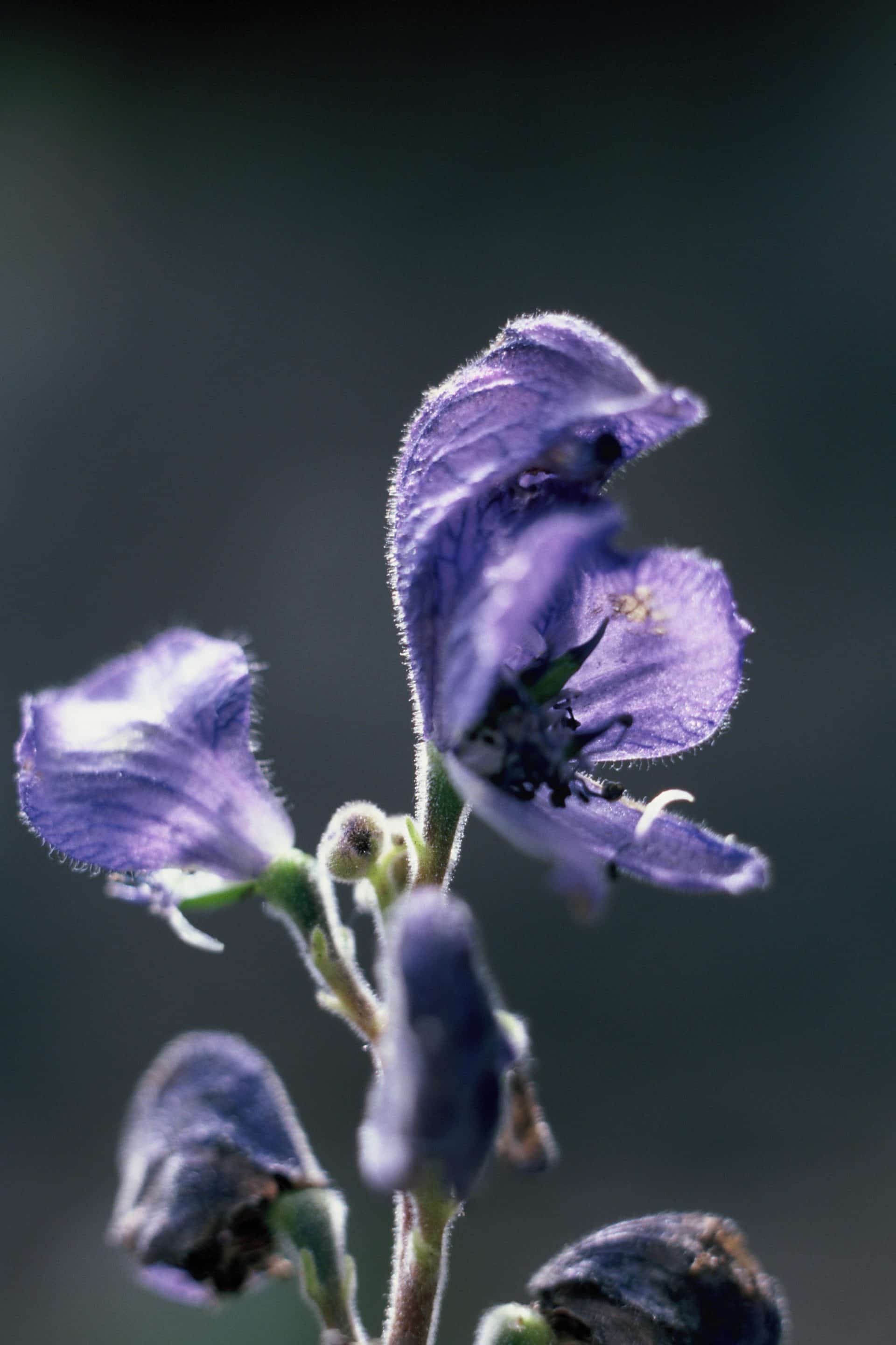 Belles mais toxiques #1 - Parc naturel régional des Pyrénées catalanes